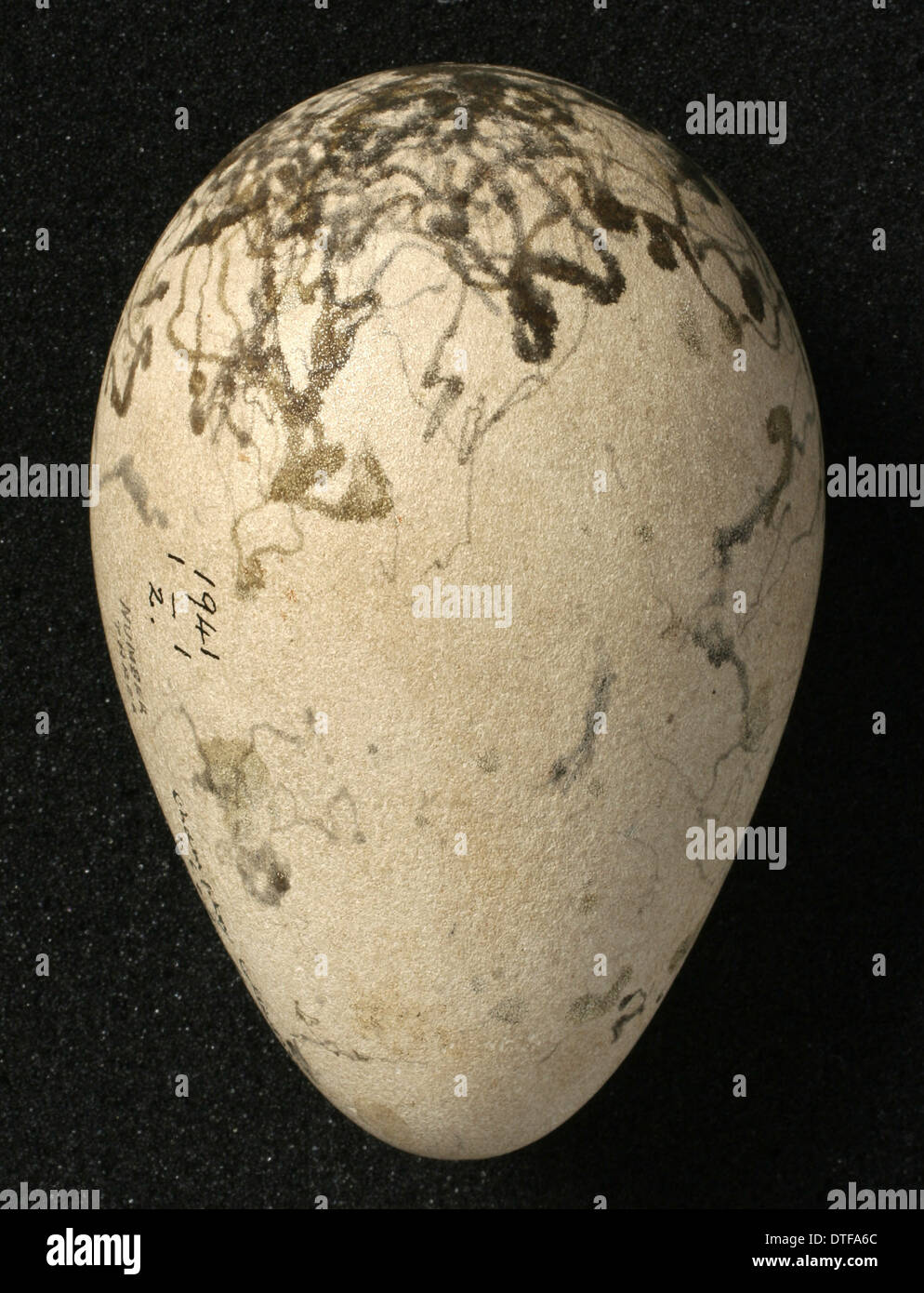 Egg great auk hi-res stock photography and images - Alamy