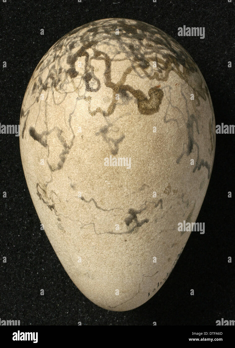 Egg great auk hi-res stock photography and images - Alamy