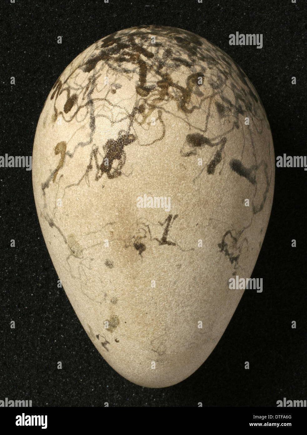 Egg great auk hi-res stock photography and images - Alamy