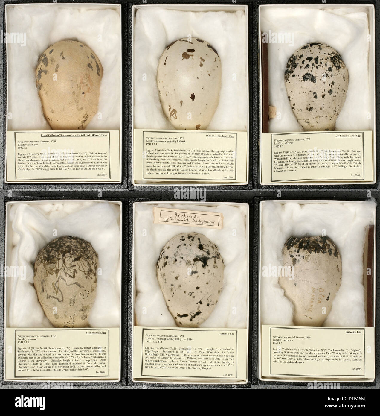 Egg great auk hi-res stock photography and images - Alamy