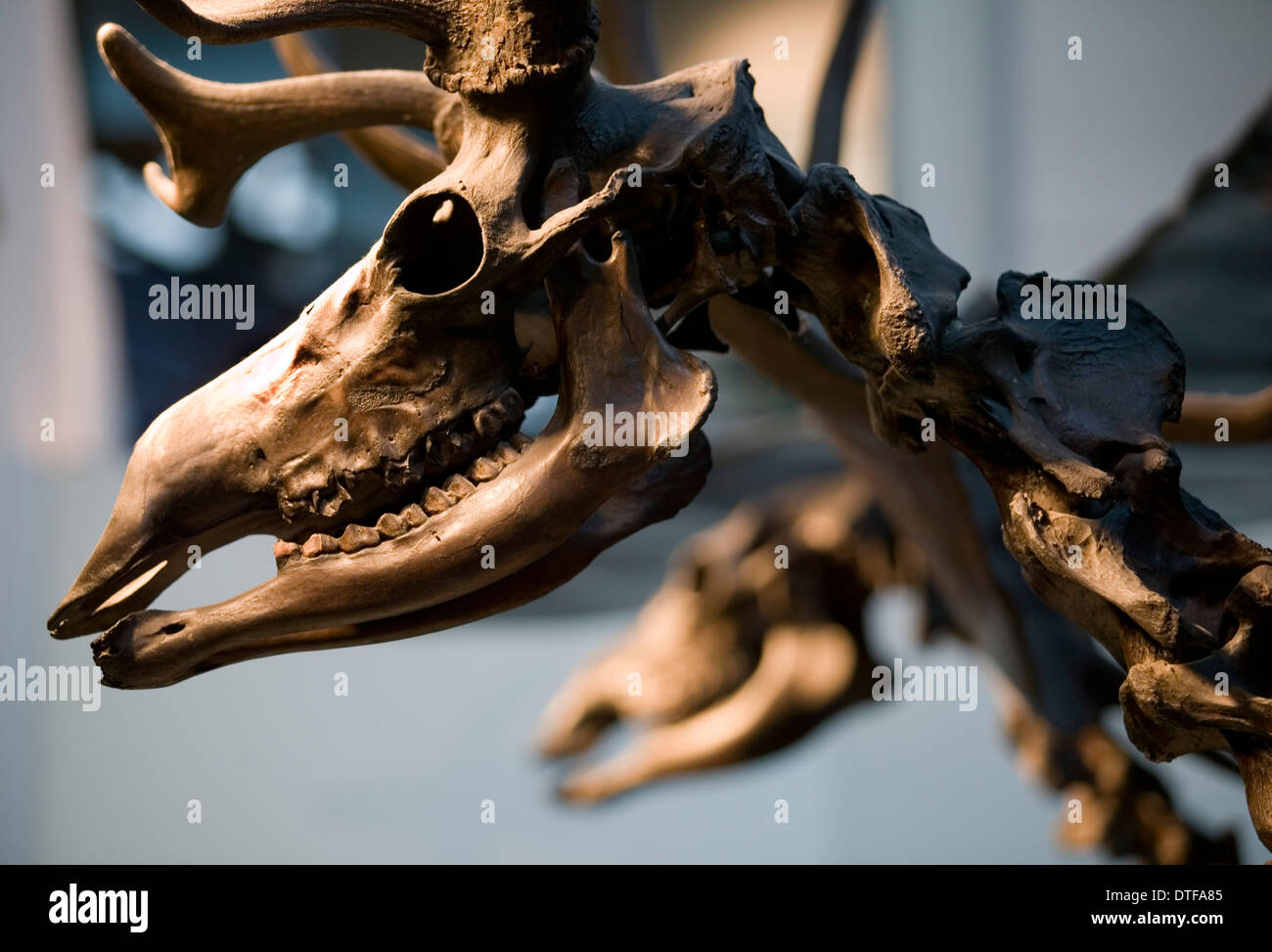 Megaceros giganteus, giant deer Stock Photo - Alamy