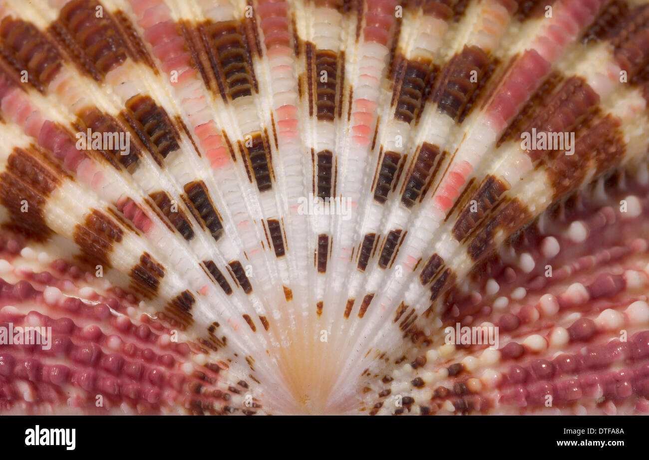 Gloripallium pallium, glory scallop Stock Photo - Alamy