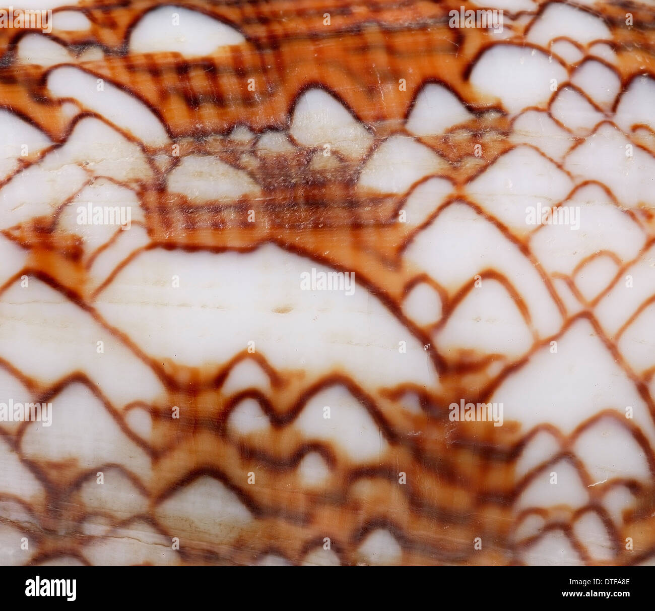 Conus textile, textile cone Stock Photo - Alamy