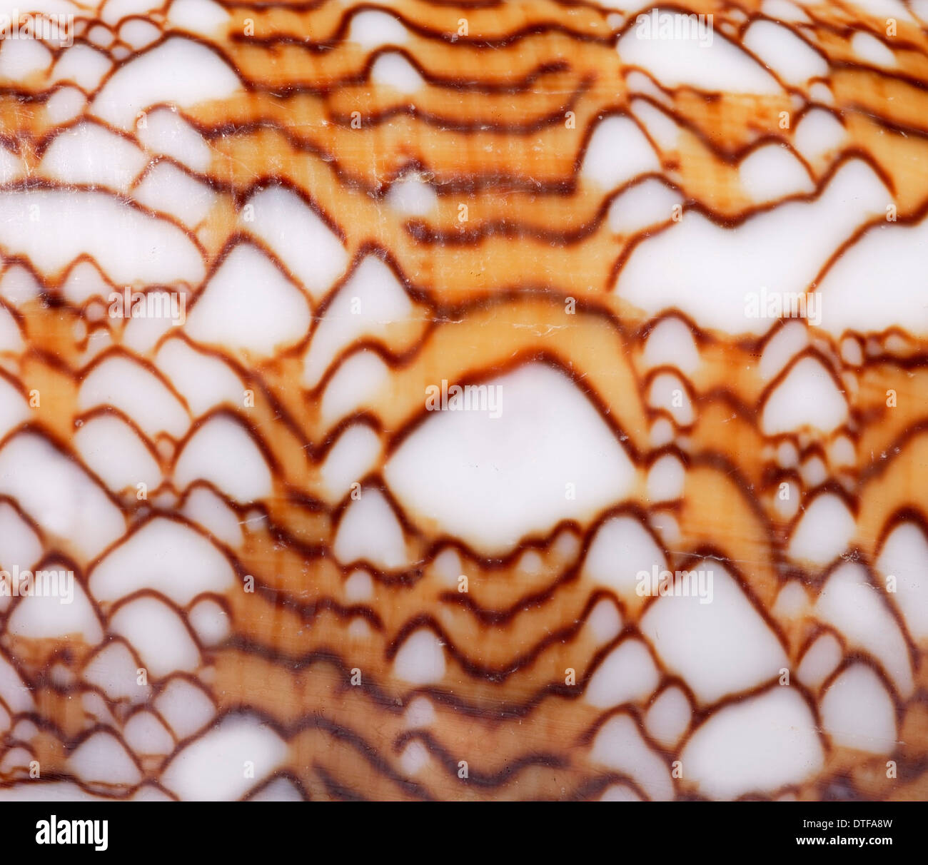 Conidae hi-res stock photography and images - Alamy