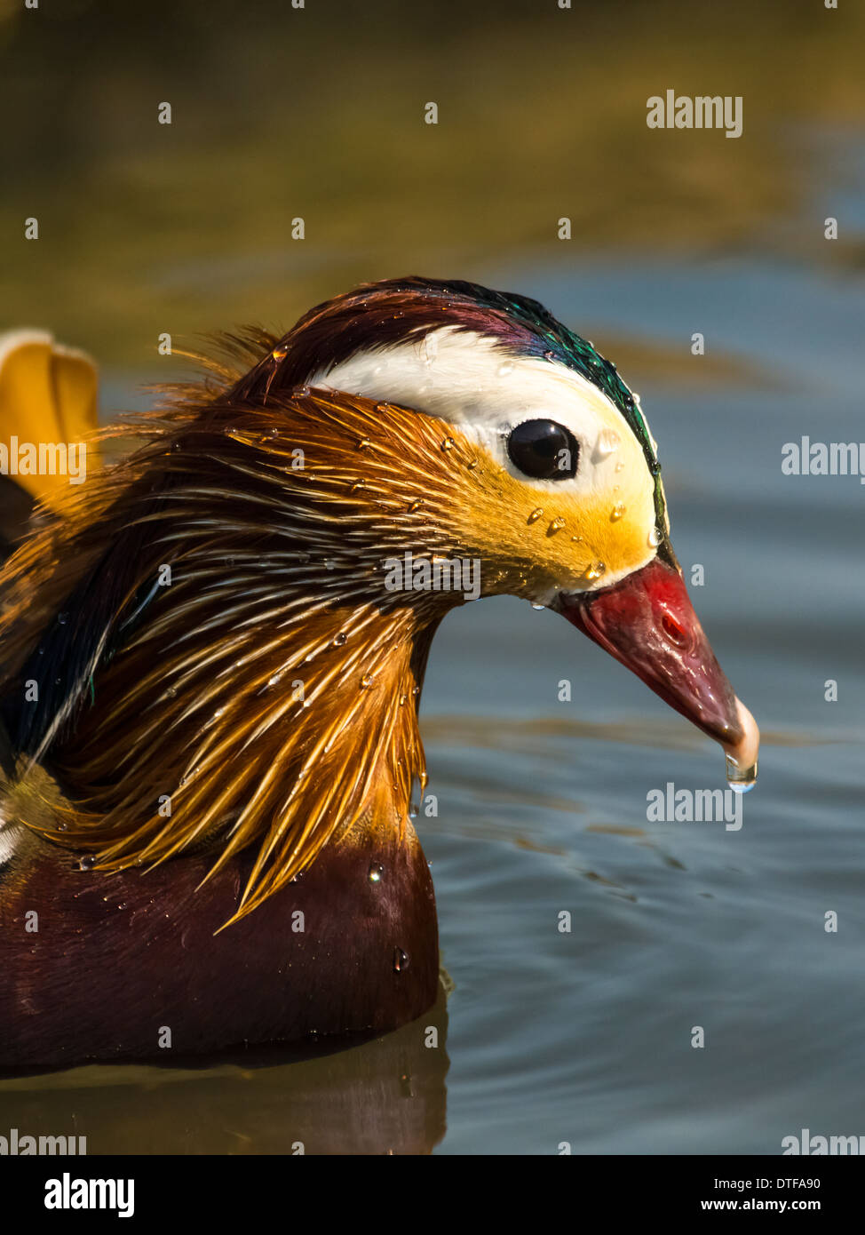 Mandarina duck hi-res stock photography and images - Alamy
