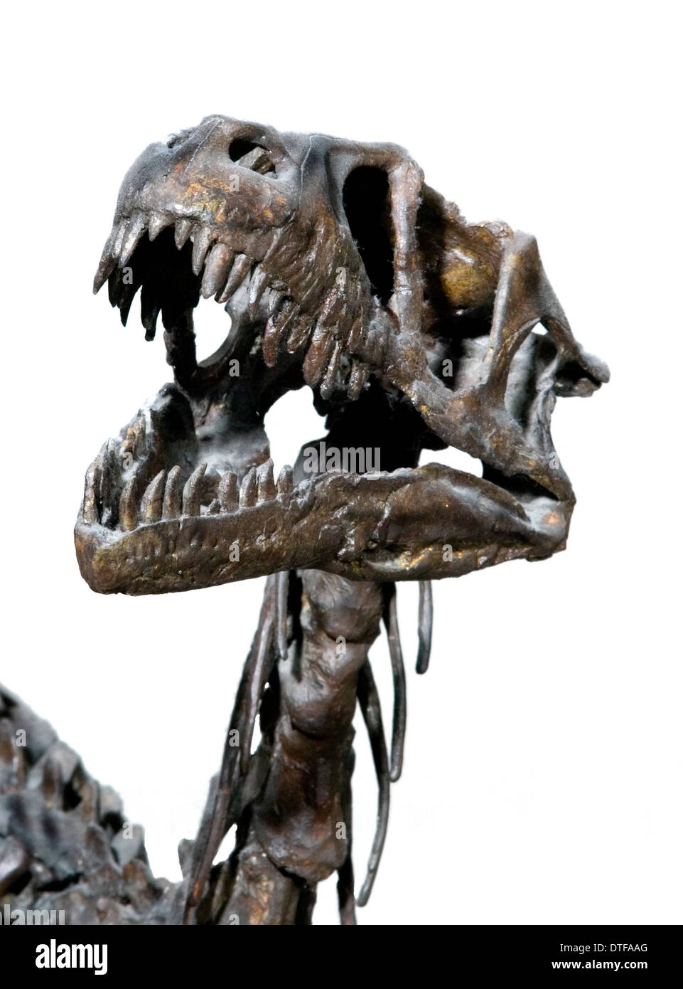 Dromaeosaurus hi-res stock photography and images - Alamy