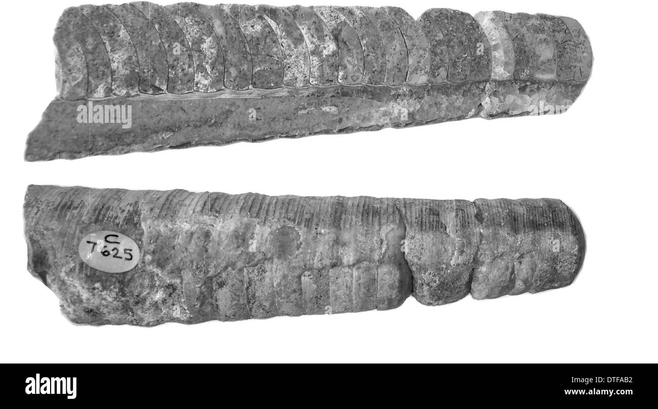 Nautiloid High Resolution Stock Photography and Images - Alamy