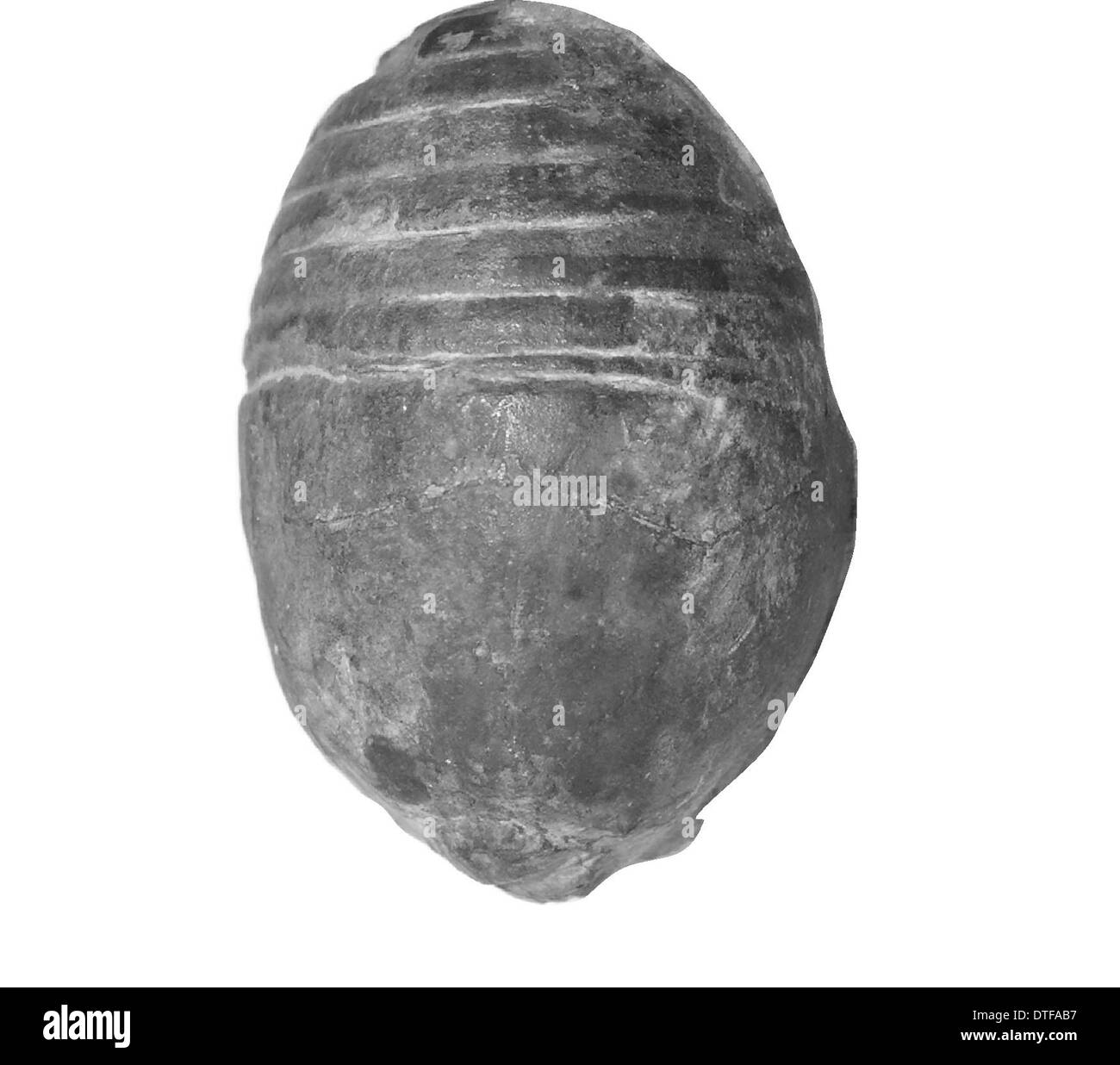 Gomphoceras pyriforme, nautiloid Stock Photo - Alamy