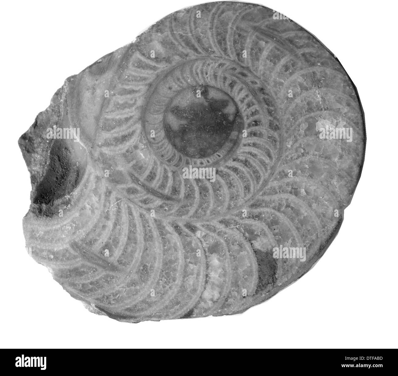 Nautiloid High Resolution Stock Photography and Images - Alamy