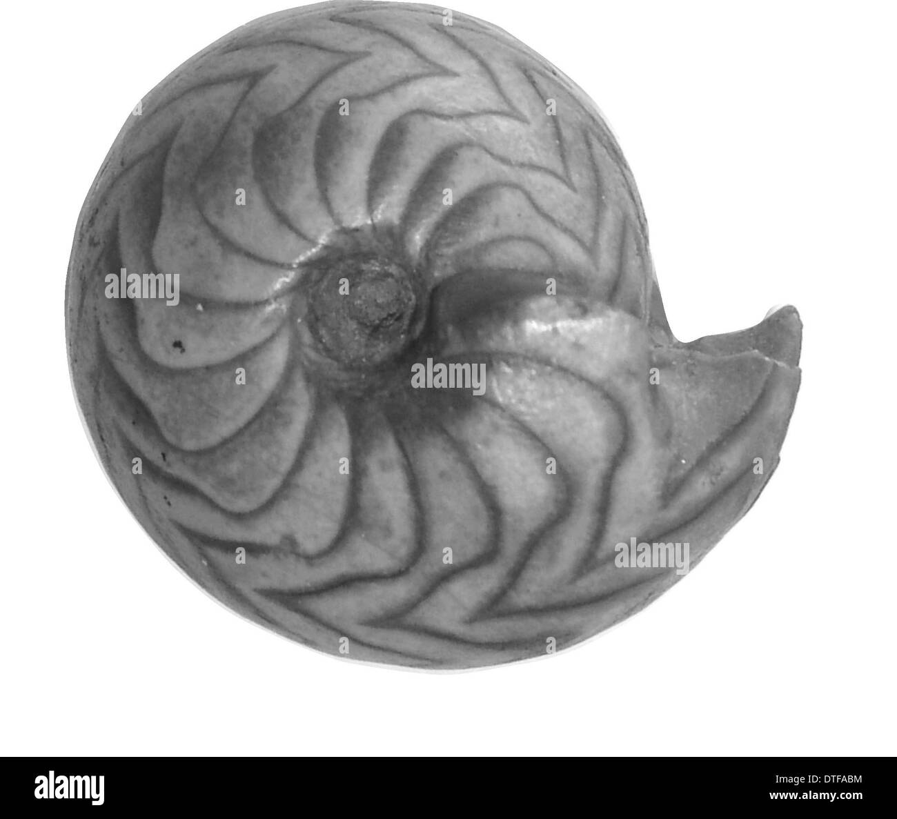 Goniatitidae hi-res stock photography and images - Alamy