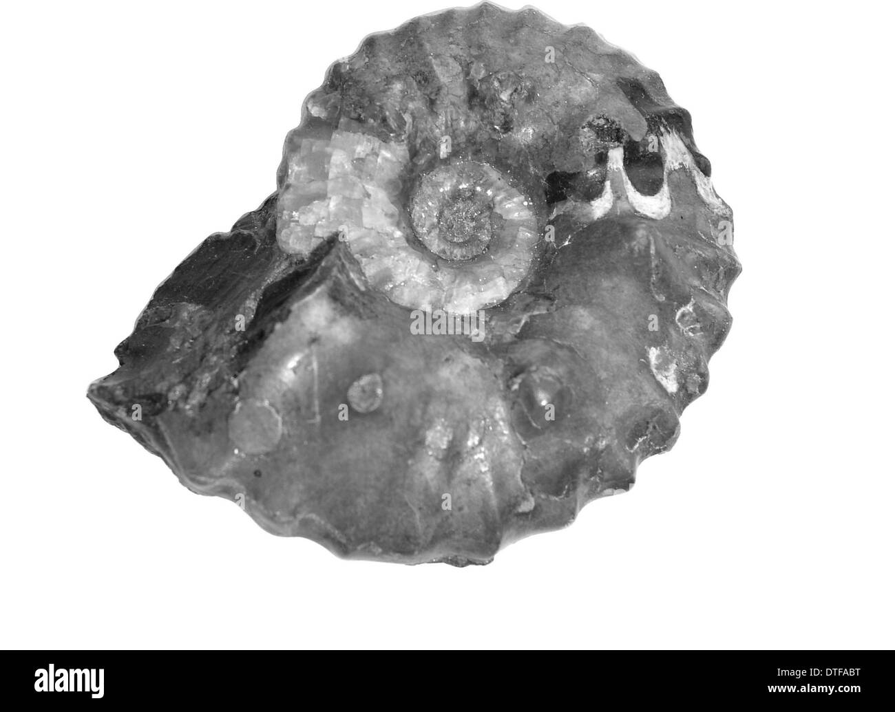 Ammonoid hi-res stock photography and images - Alamy