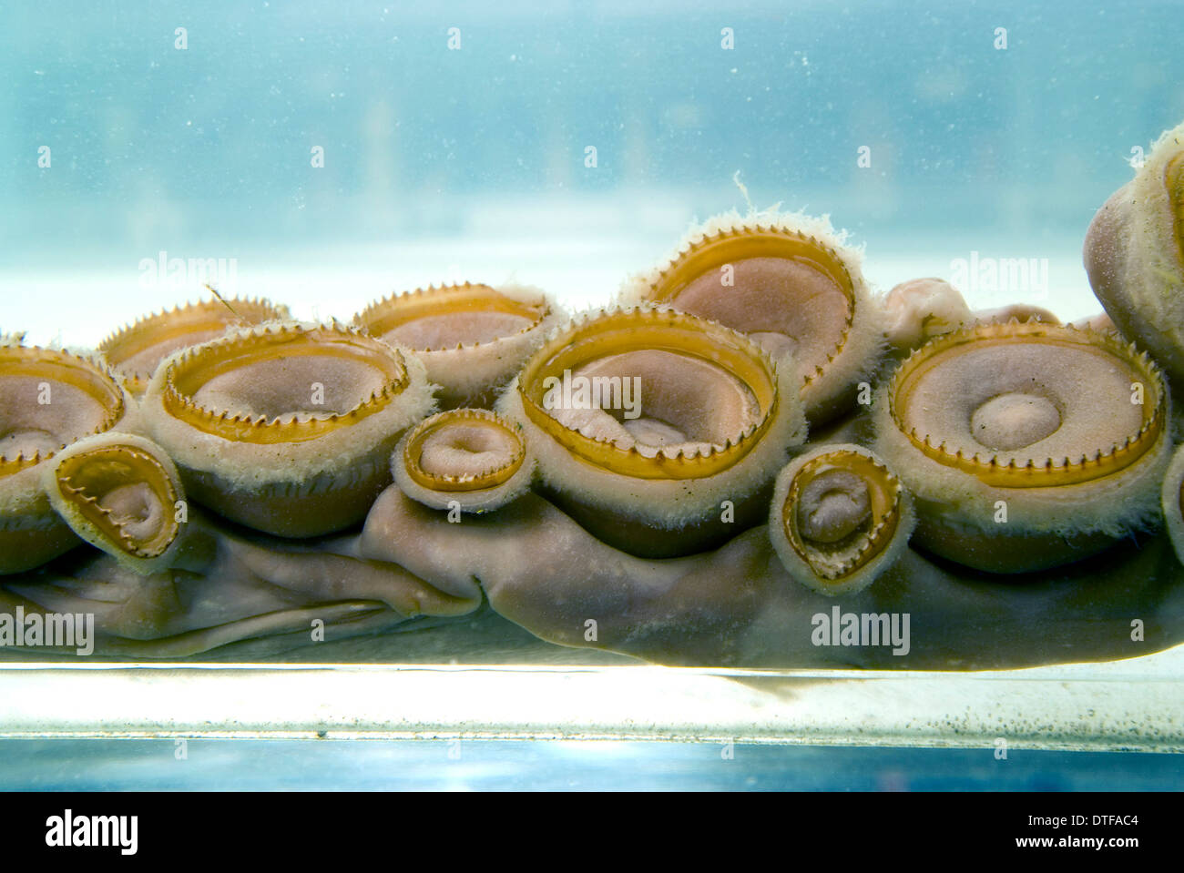 Architeuthis hi-res stock photography and images - Alamy