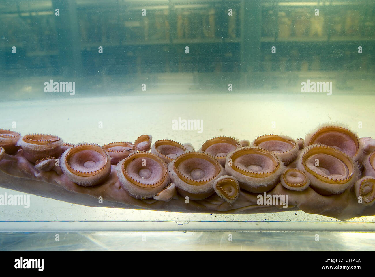 Architeuthis dux hi-res stock photography and images - Alamy