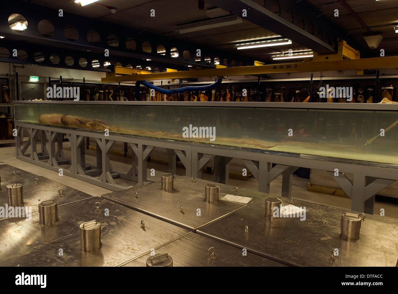 Architeuthidae hi-res stock photography and images - Alamy