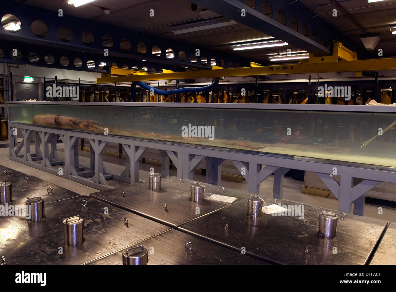 Giant squid architeuthis dux hi-res stock photography and images - Alamy
