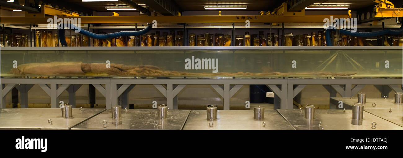 Giant squid architeuthis dux hi-res stock photography and images - Alamy