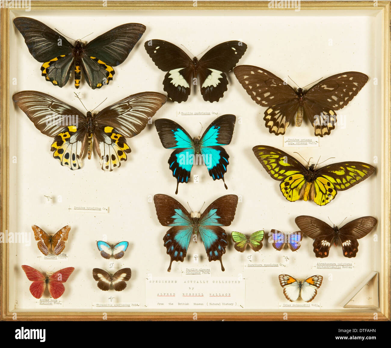 Entomological Specimens from the Wallace Collection Stock Photo - Alamy