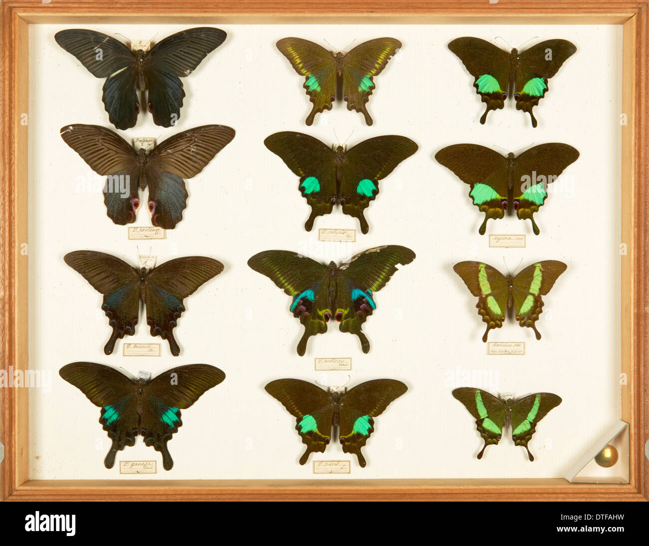 Entomological specimens from wallace collection hi-res stock ...