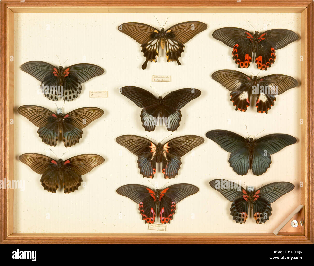 Entomological specimens from wallace collection hi-res stock ...
