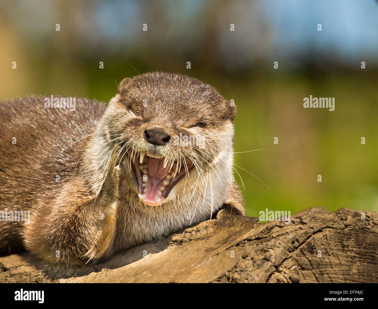 Clawless otter hi-res stock photography and images - Alamy