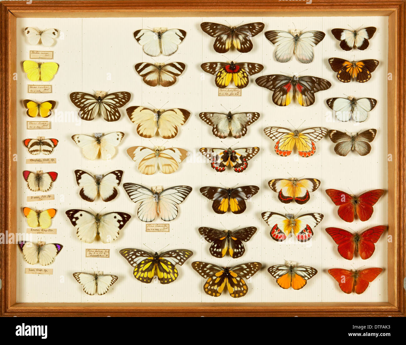 Entomological Specimen Lepidoptera High Resolution Stock Photography ...