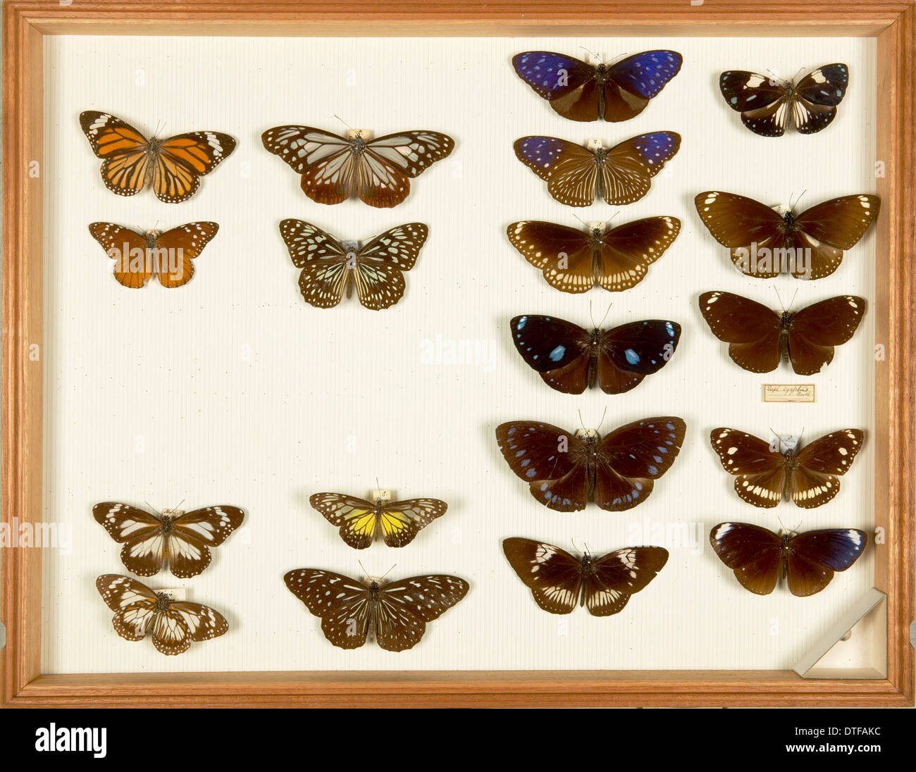 Entomological specimens from wallace collection hi-res stock ...