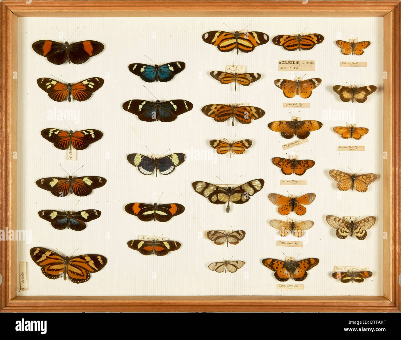 Entomological Specimens from the Wallace Collection Stock Photo - Alamy