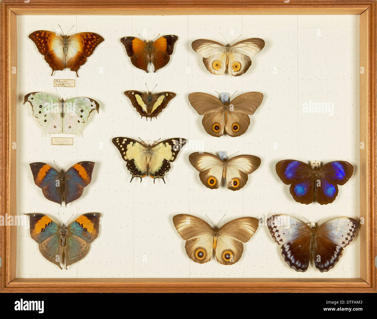 Entomological Specimens from the Wallace Collection Stock Photo - Alamy