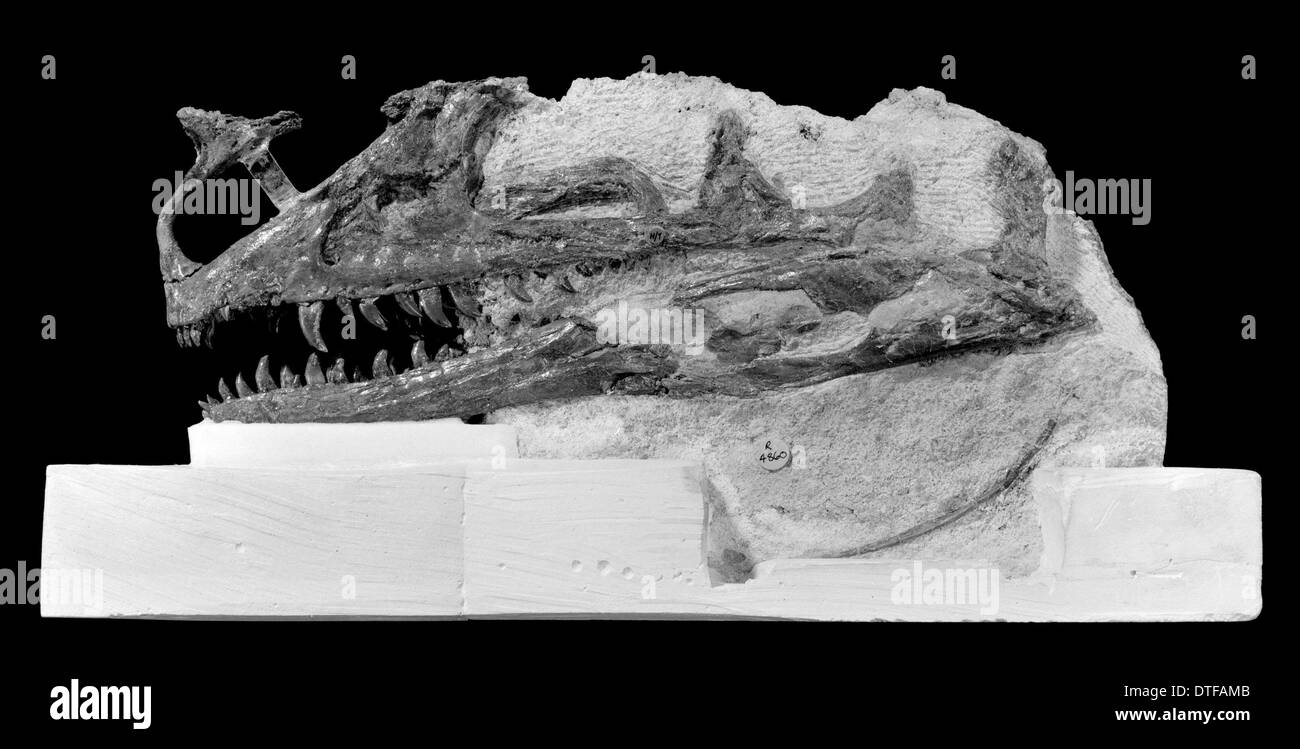 Proceratosaurus fossil skull Stock Photo - Alamy