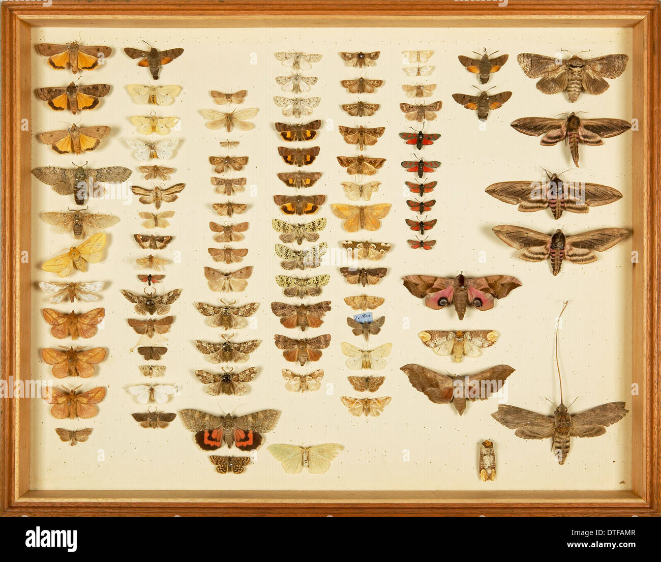 Entomological Specimens from the Wallace Collection Stock Photo - Alamy