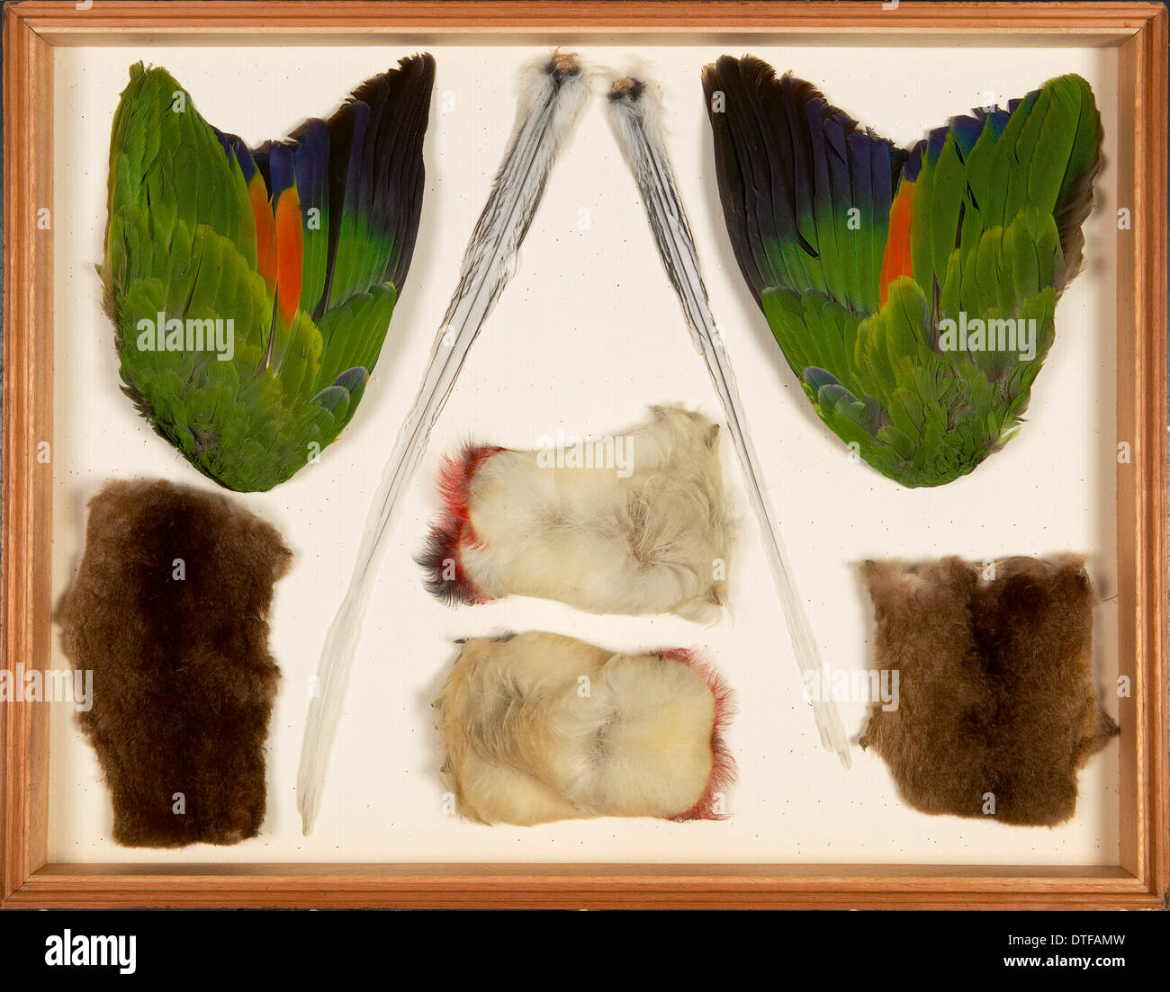 Specimen pieces of parrot wings and marsupial skin, from the Wallace ...