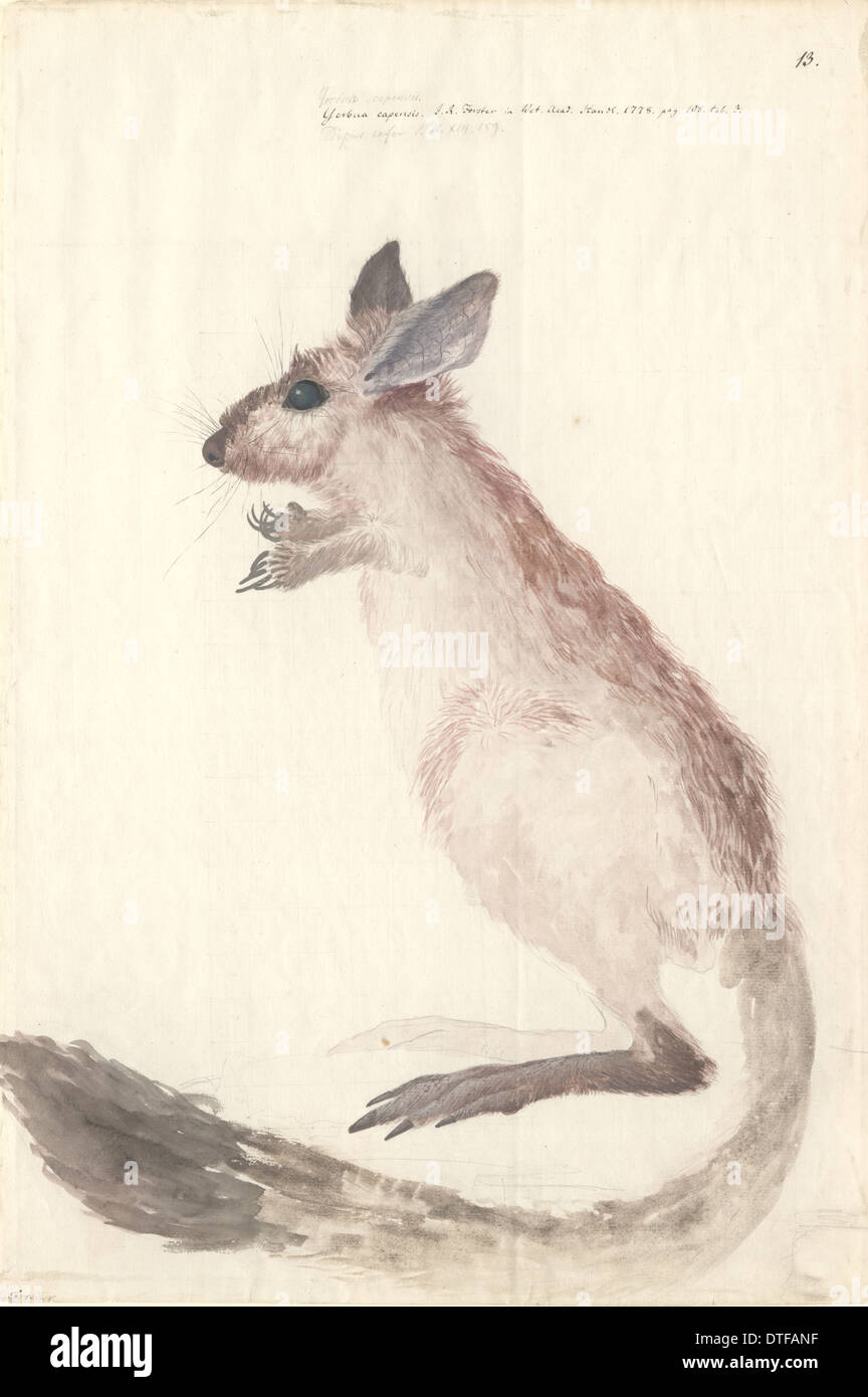 Springhare pedetes capensis hi-res stock photography and images - Alamy