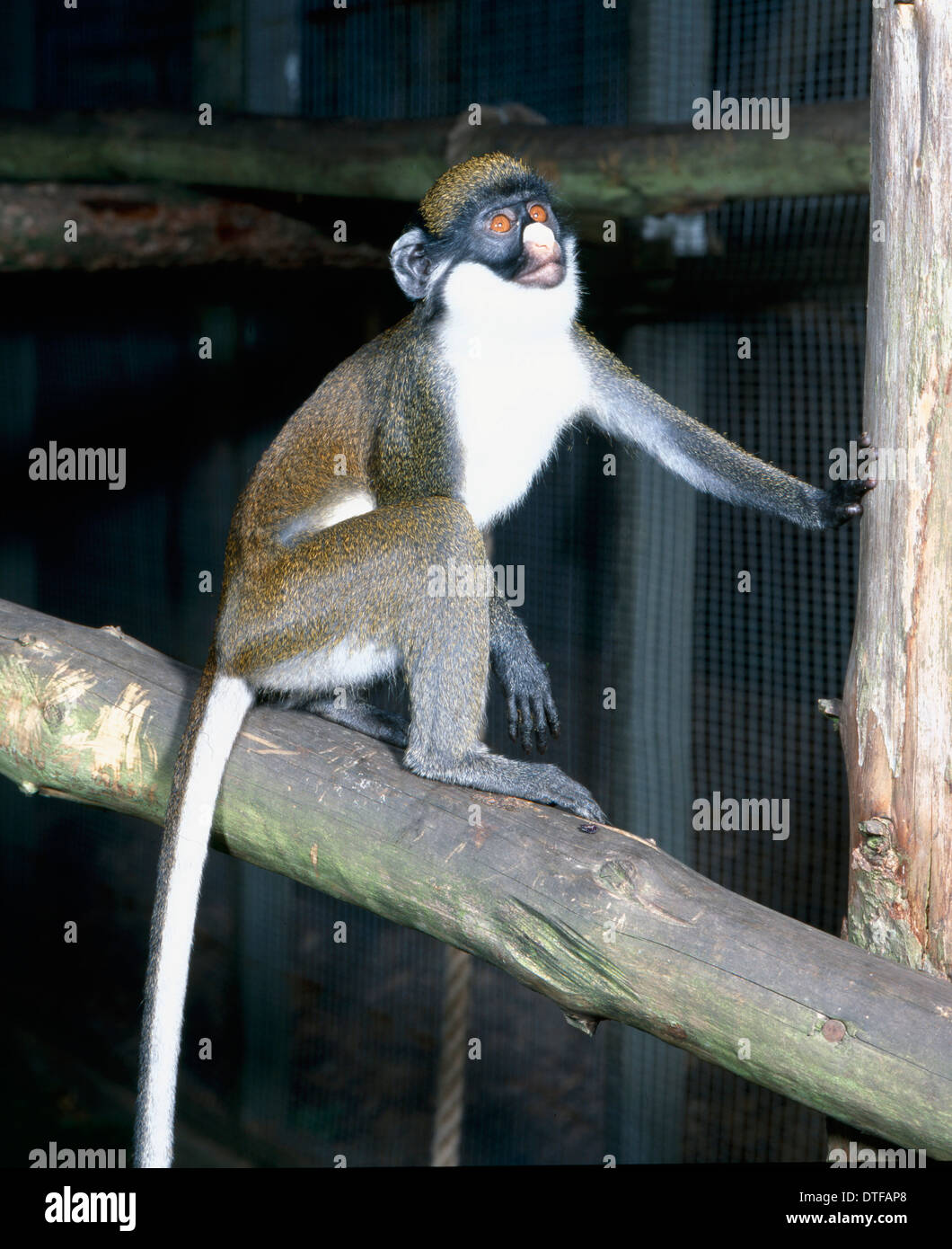 Cercopithecus petaurista, spot-nosed guenon Stock Photo - Alamy