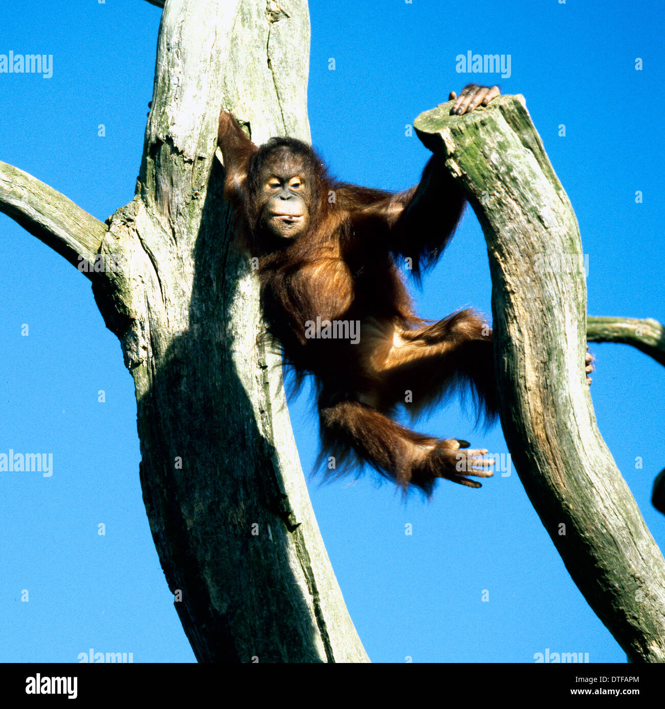 Pongo pygmaeus pygmaeus, orangutan Stock Photo - Alamy