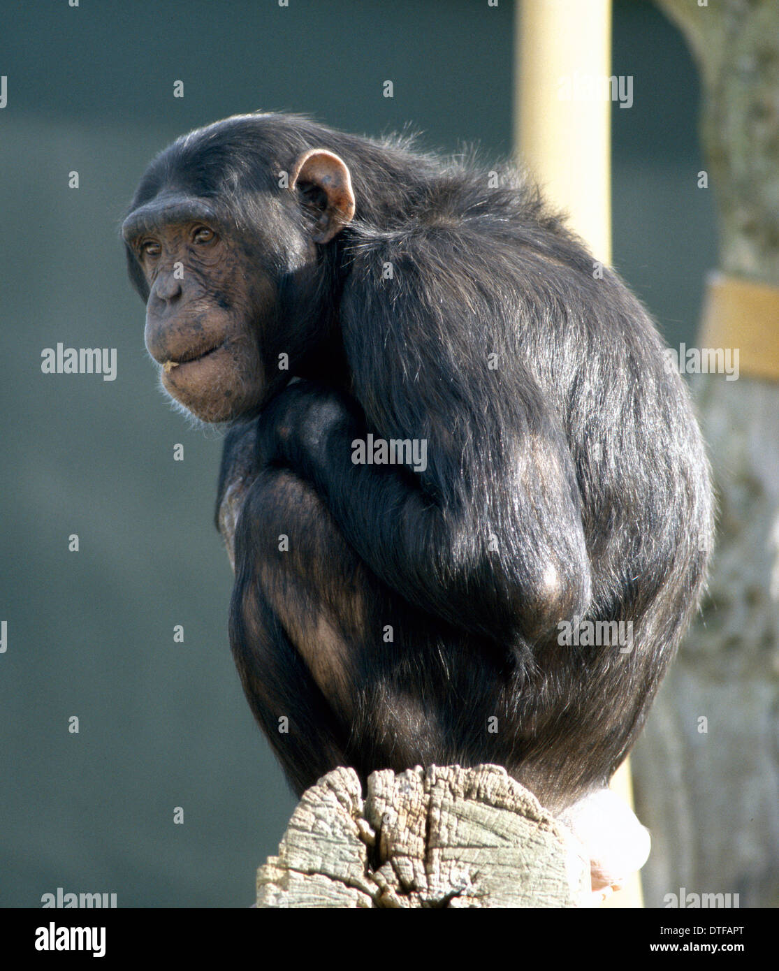 Simia troglodytes hi-res stock photography and images - Alamy