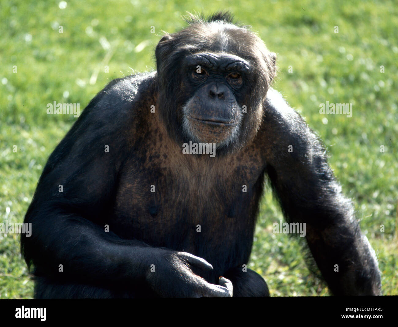 Anthropopithecus hi-res stock photography and images - Alamy