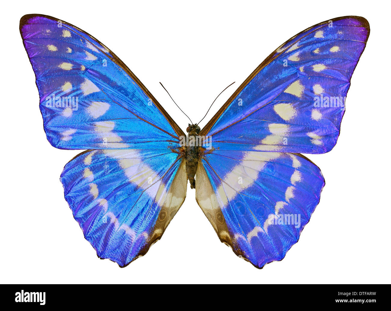 Morpho cypris, blue morpho Stock Photo - Alamy