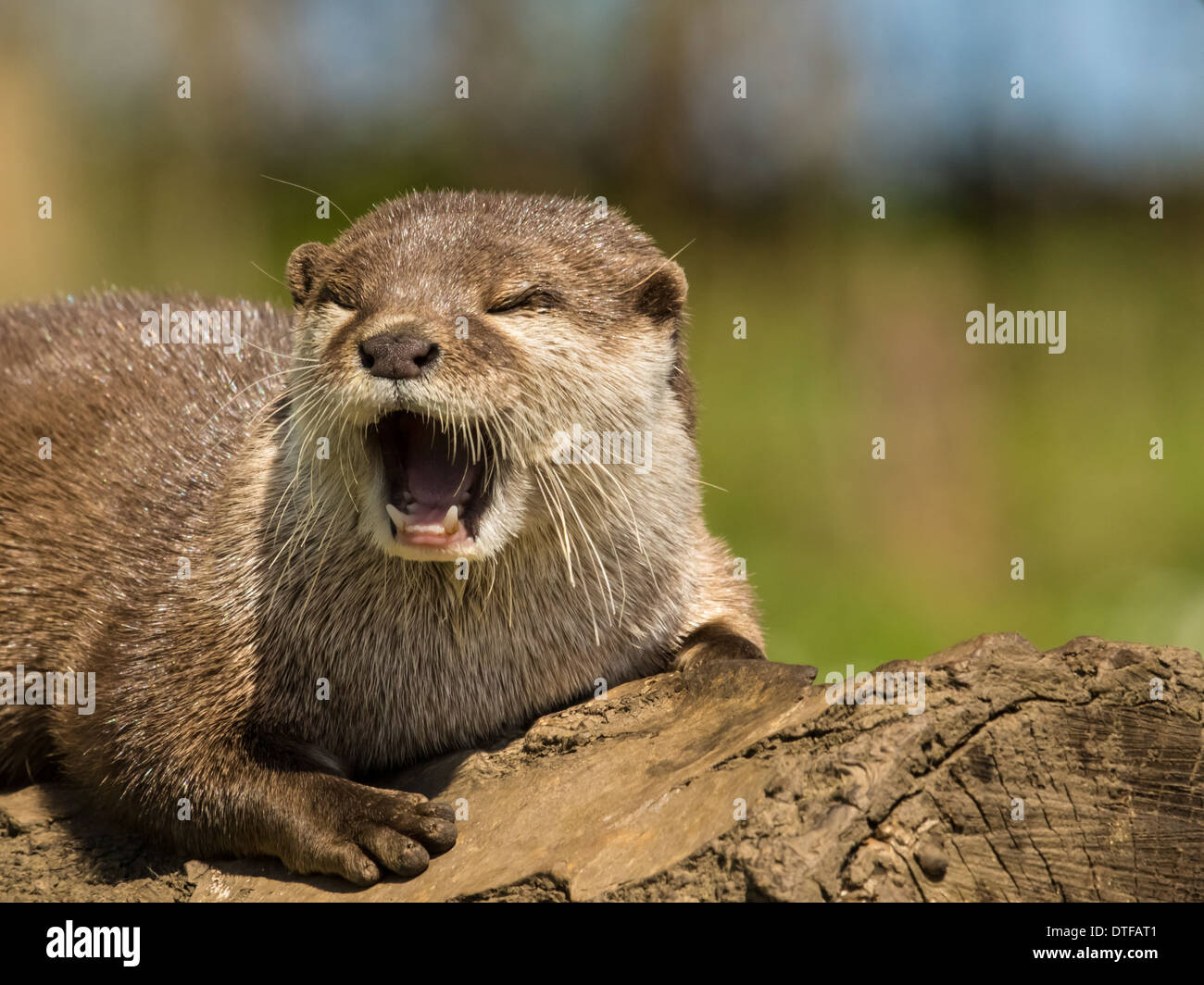 Clawless Otter High Resolution Stock Photography and Images - Alamy