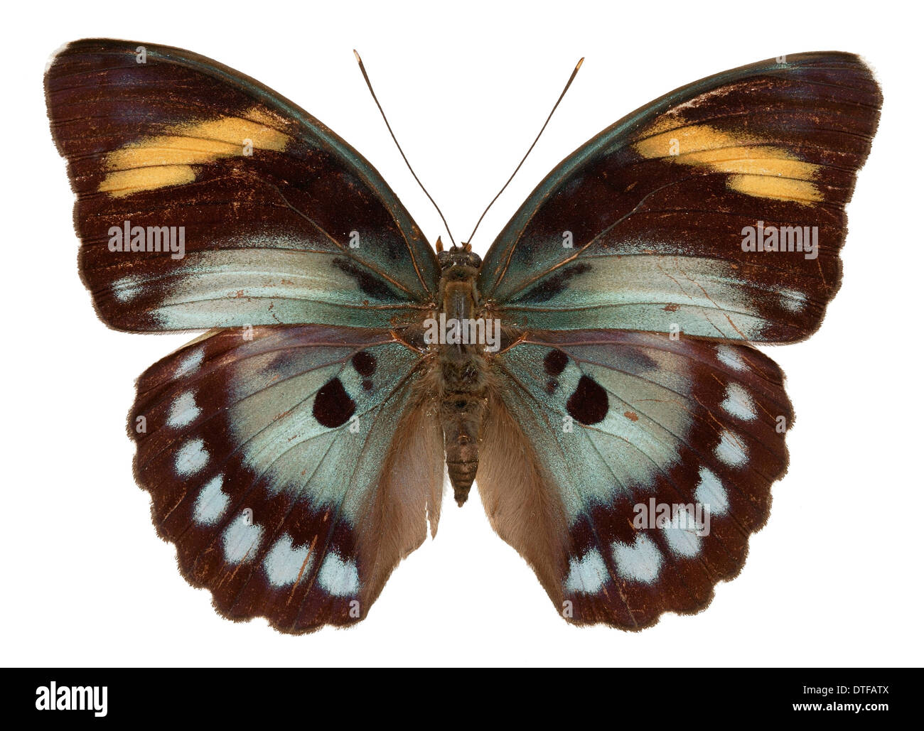 Euphaedra hi-res stock photography and images - Alamy