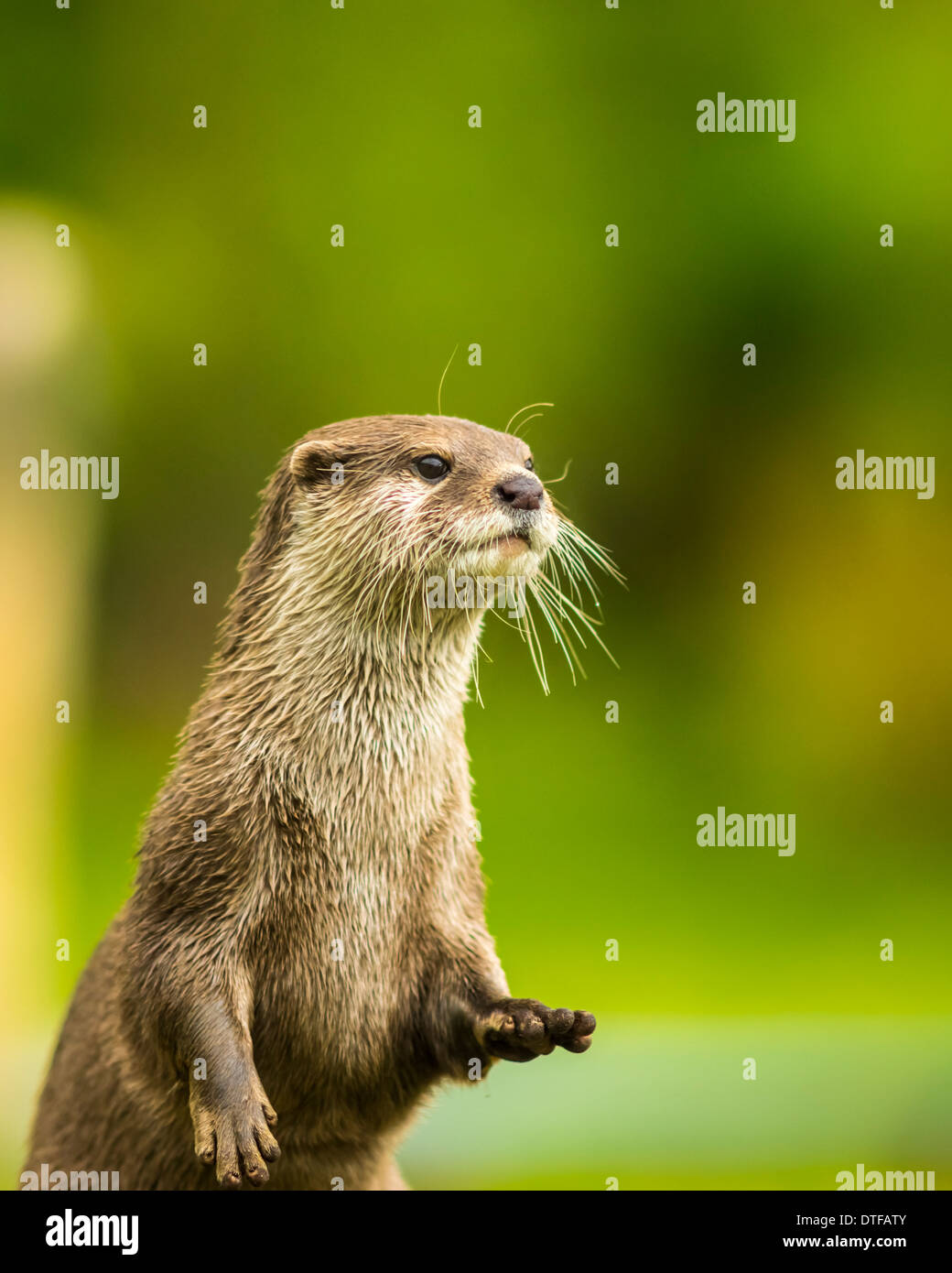 Otter eyes hi-res stock photography and images - Alamy