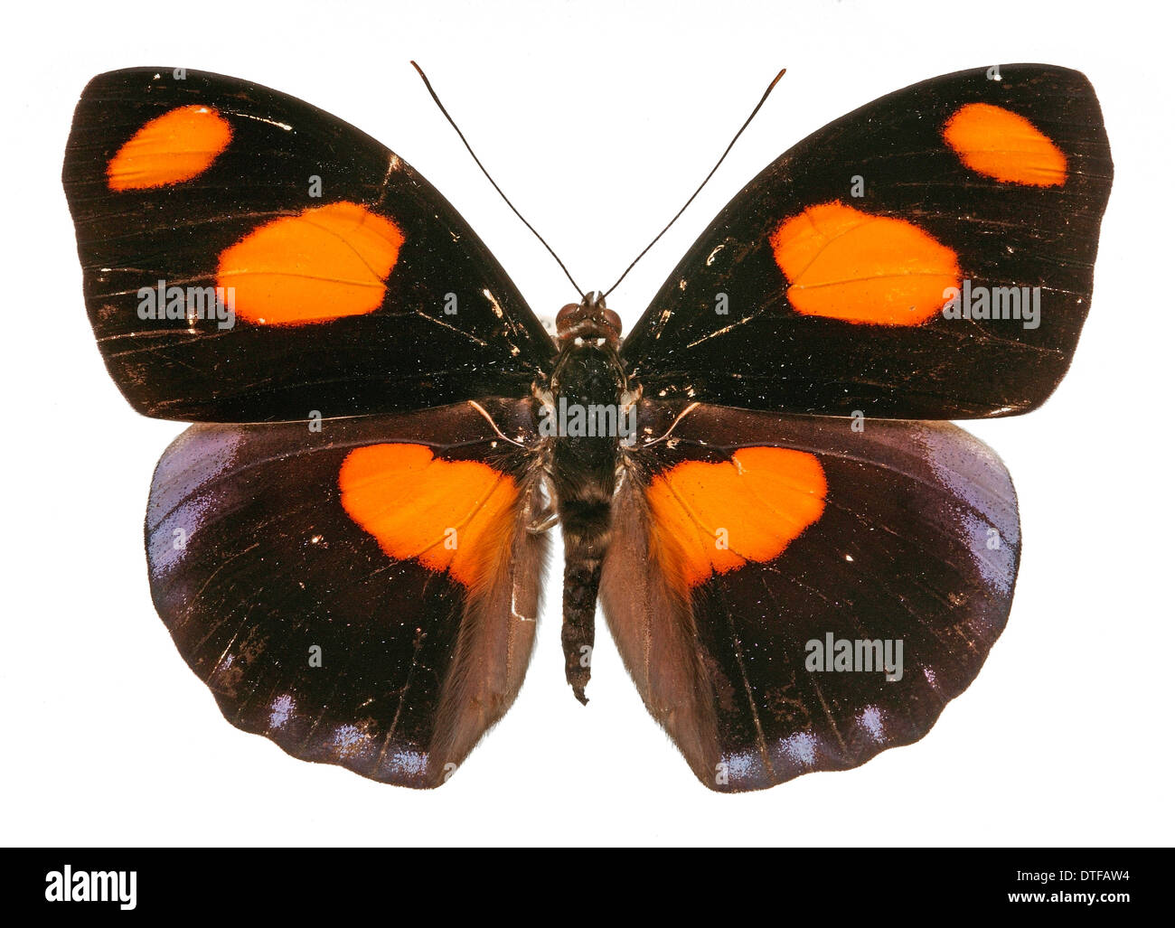 Grecian shoemaker butterfly hi-res stock photography and images - Alamy