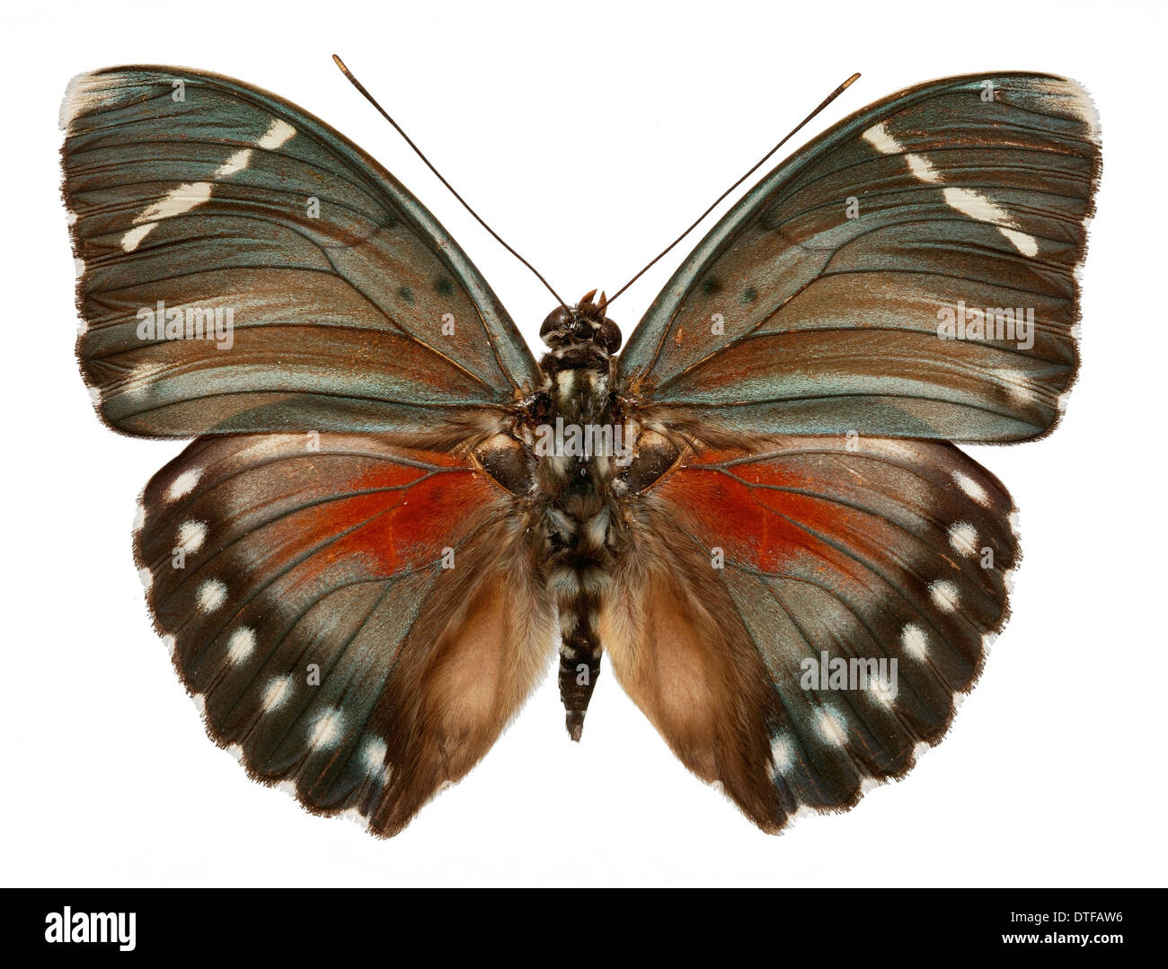 Euphaedra hi-res stock photography and images - Alamy