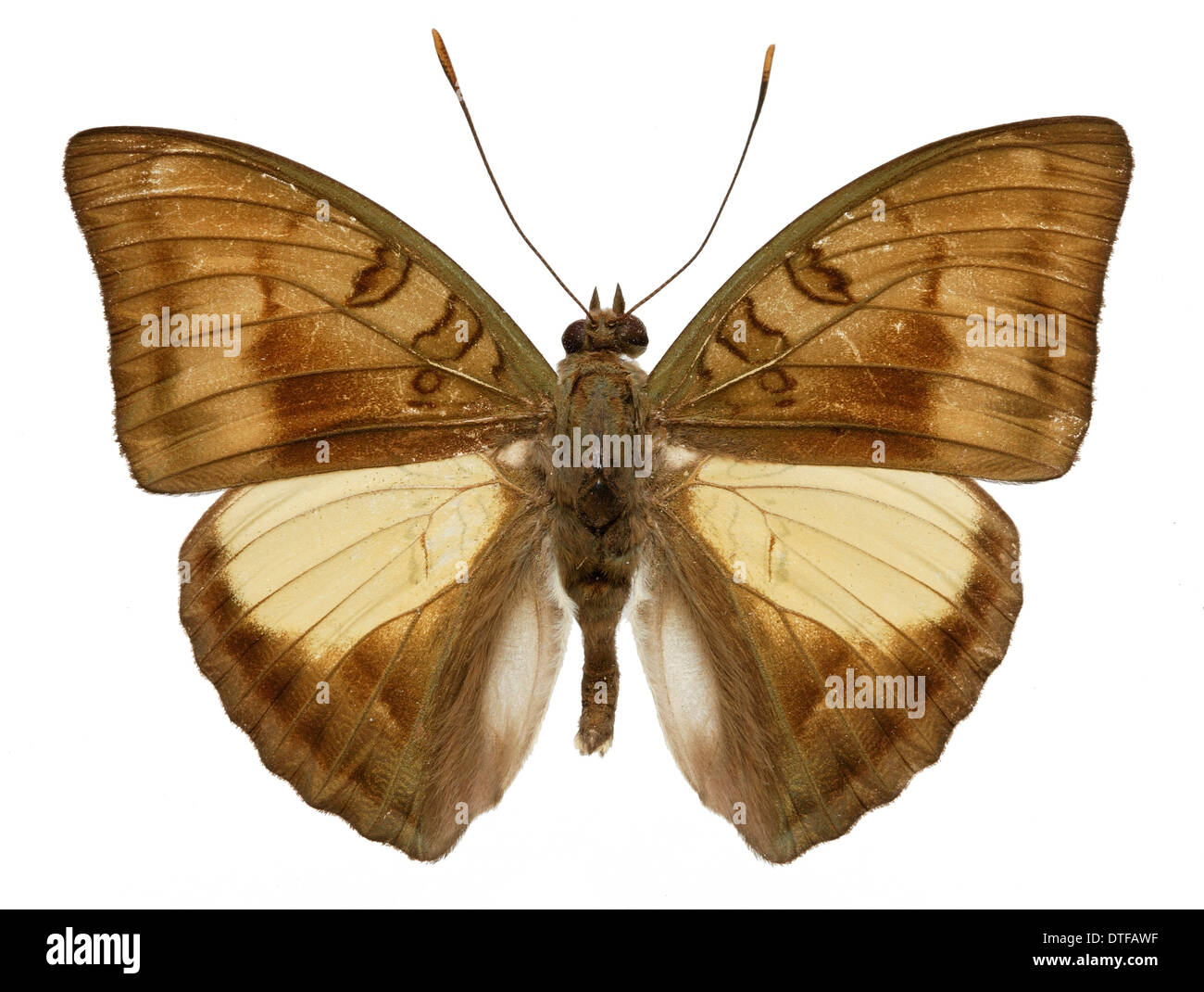 Euthalia High Resolution Stock Photography and Images - Alamy