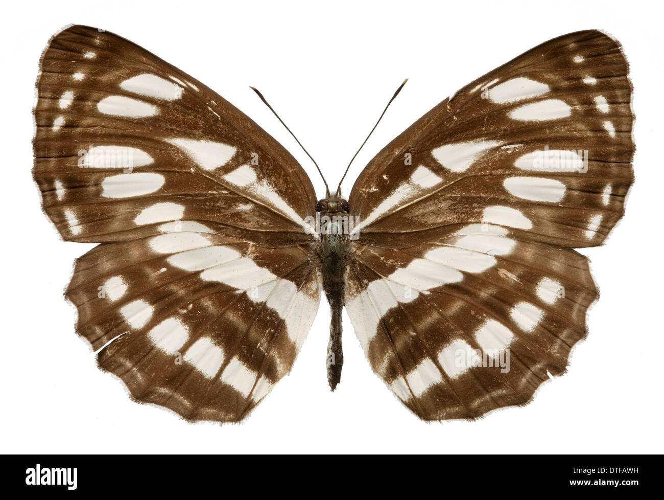 Insecta sp hi-res stock photography and images - Alamy