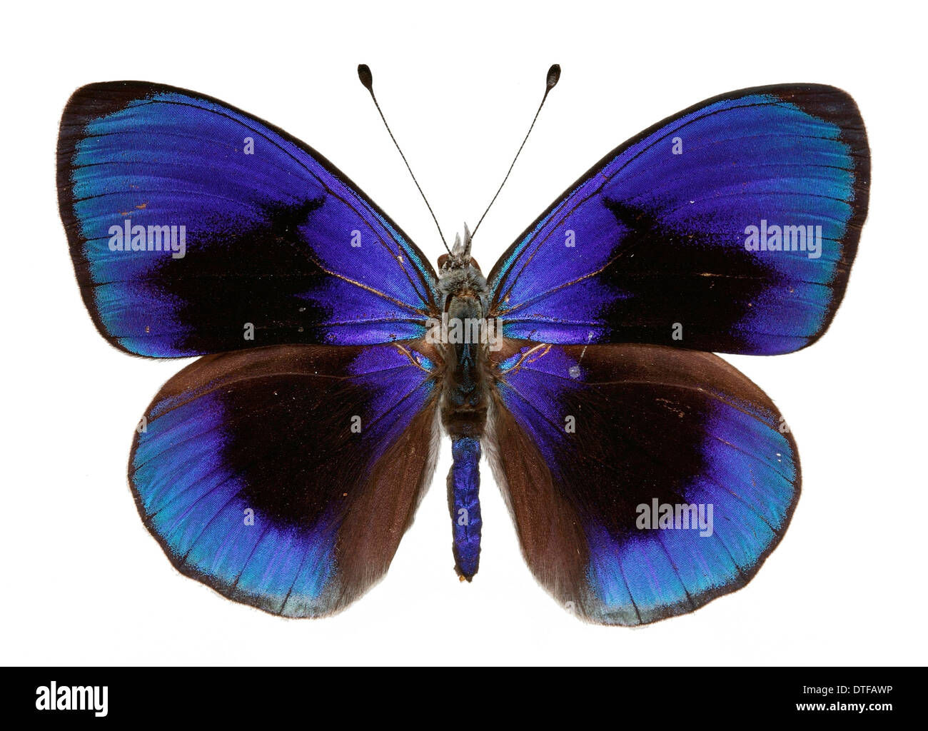 Sapphira hi-res stock photography and images - Alamy