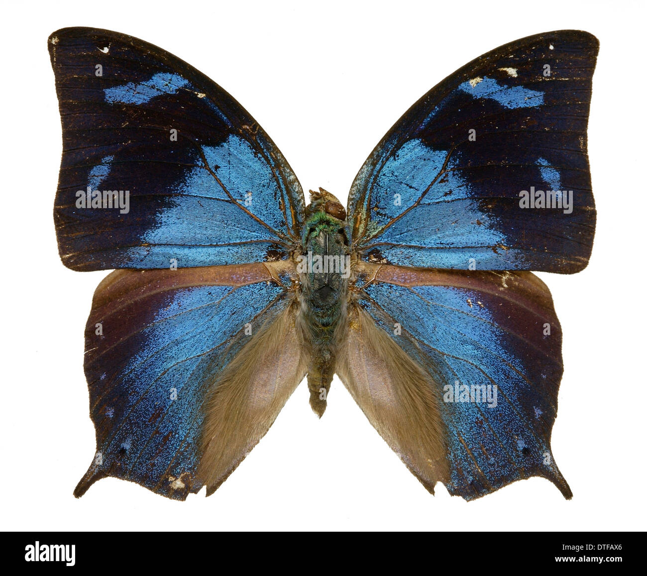Rare blue butterfly Cut Out Stock Images & Pictures - Alamy