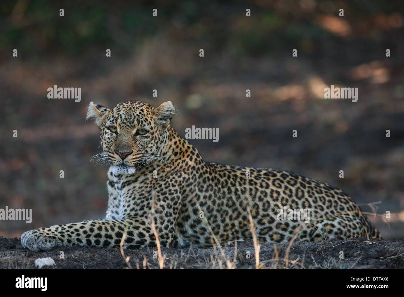 Resting leopard hi-res stock photography and images - Alamy