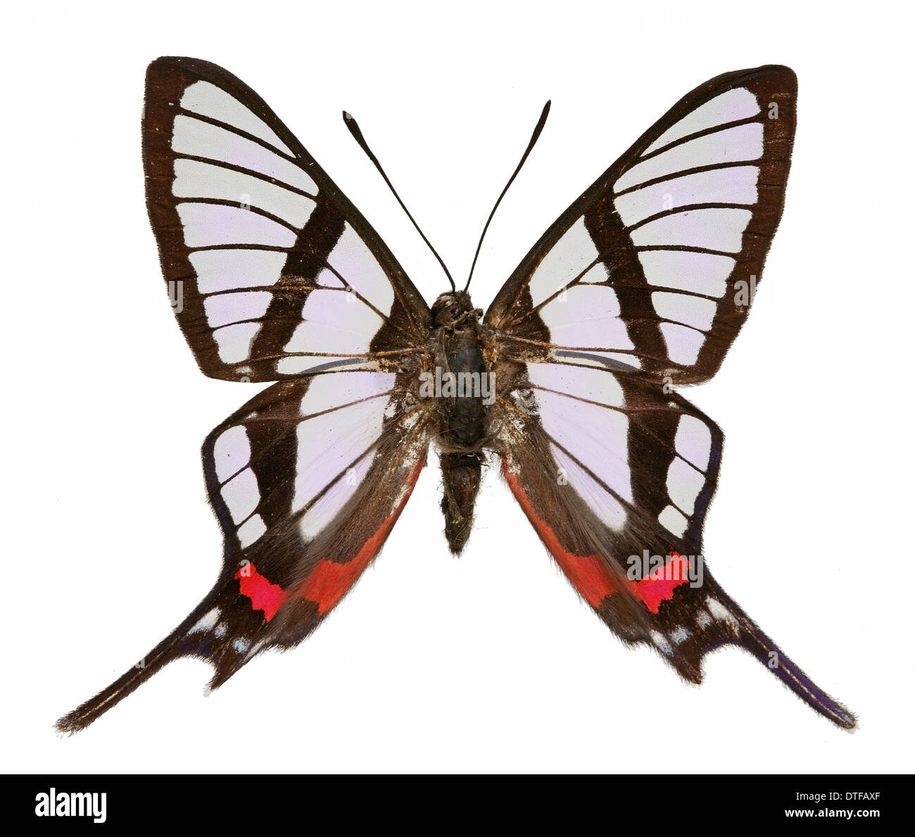 Angel butterfly Cut Out Stock Images & Pictures - Alamy