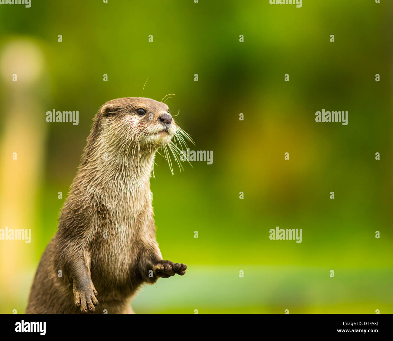 Otter eyes hi-res stock photography and images - Alamy