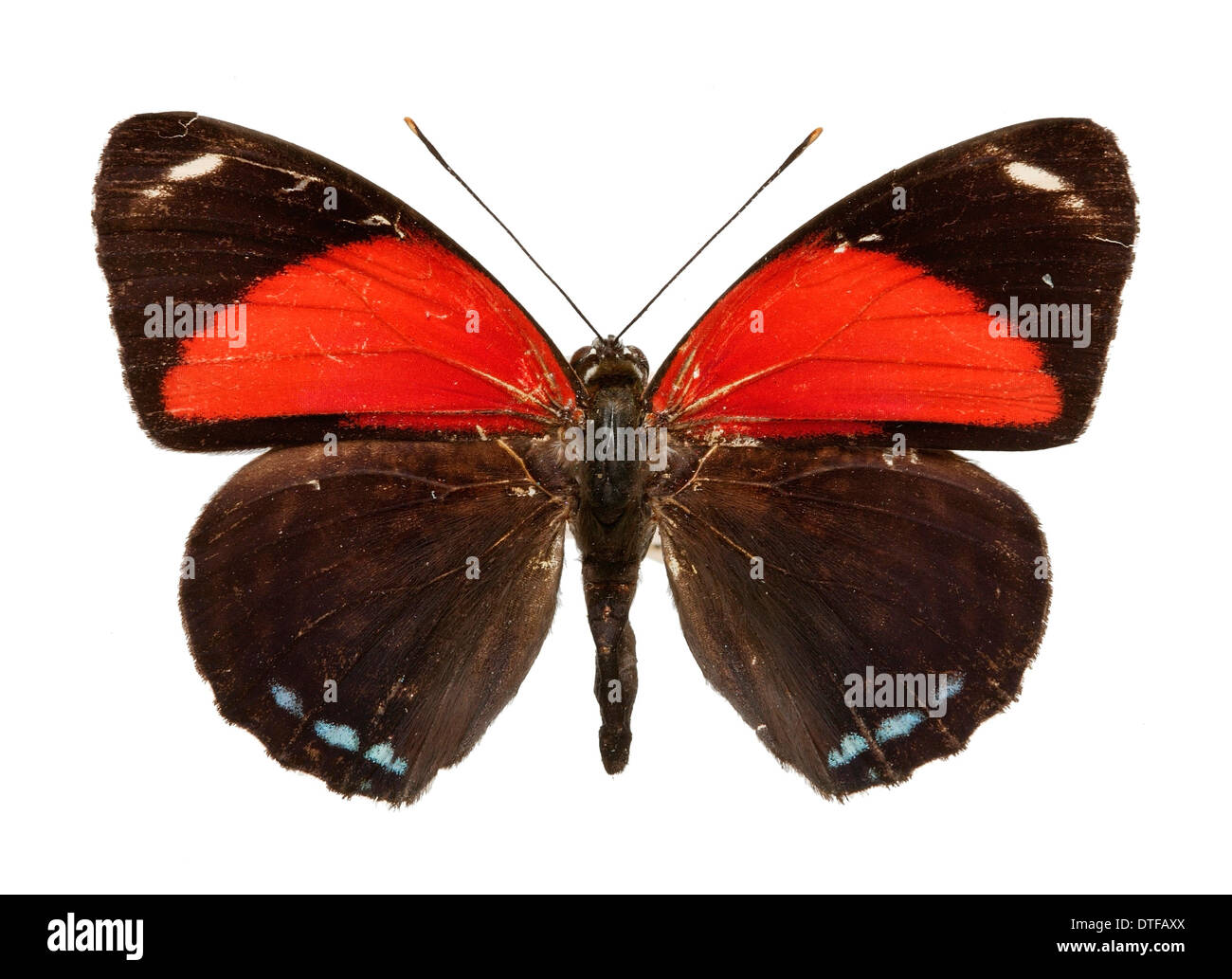 Callicore butterfly hi-res stock photography and images - Alamy